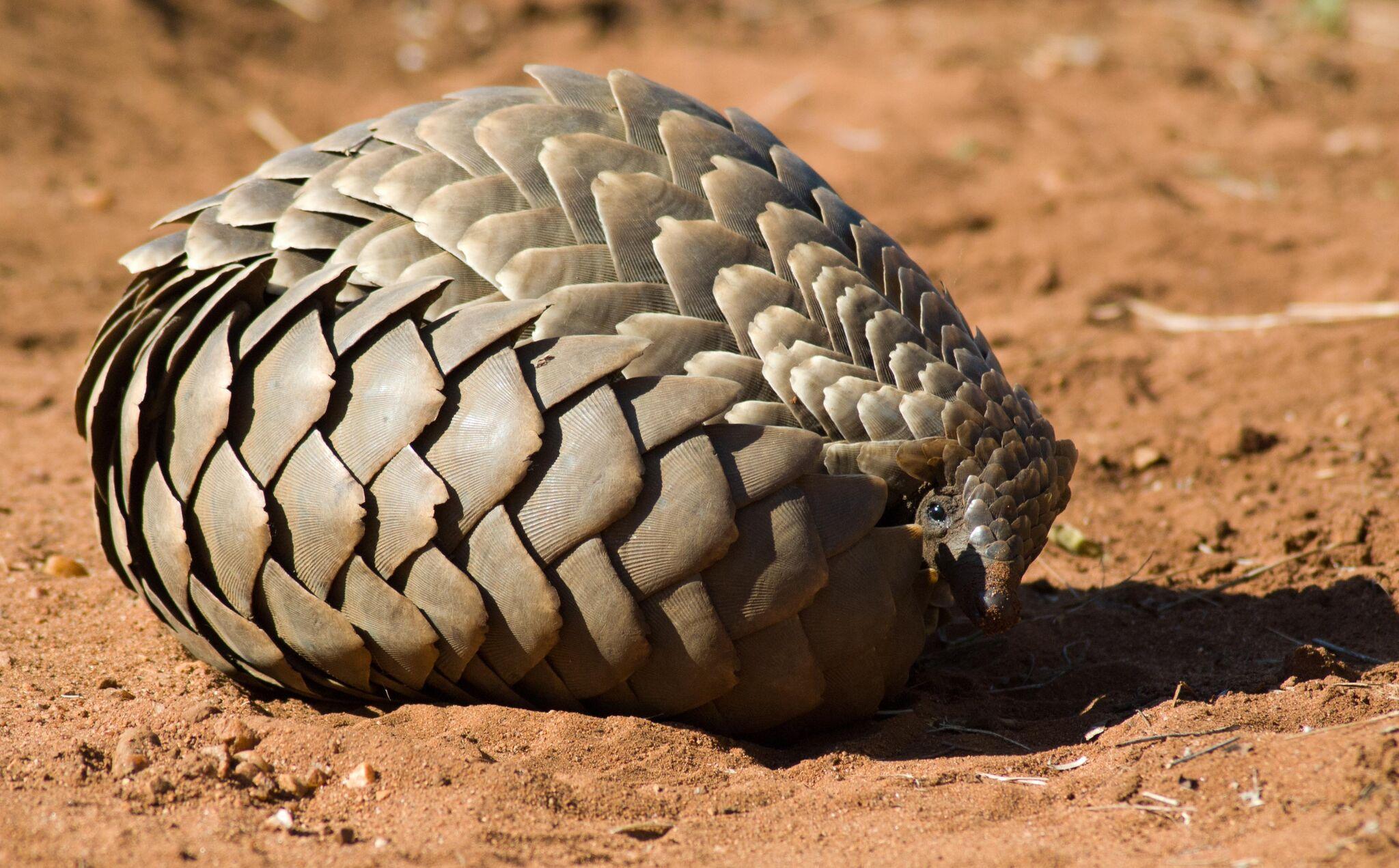 Coaching and Active Safaris: Wamvenga